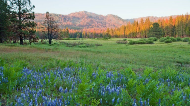 What is a Meadow? — Yosemite Conservancy