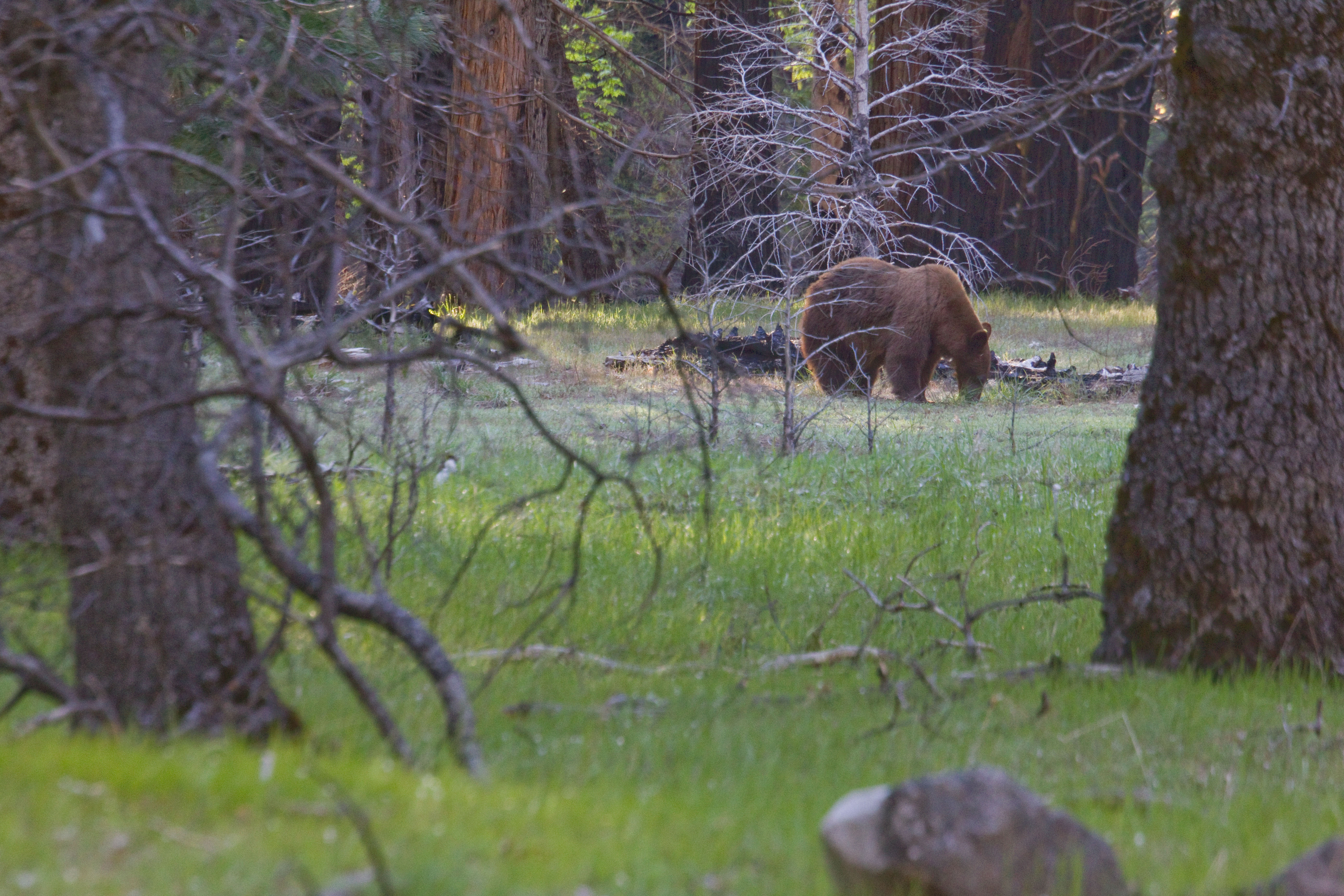 Six Questions: Rachel Mazur — Yosemite Conservancy
