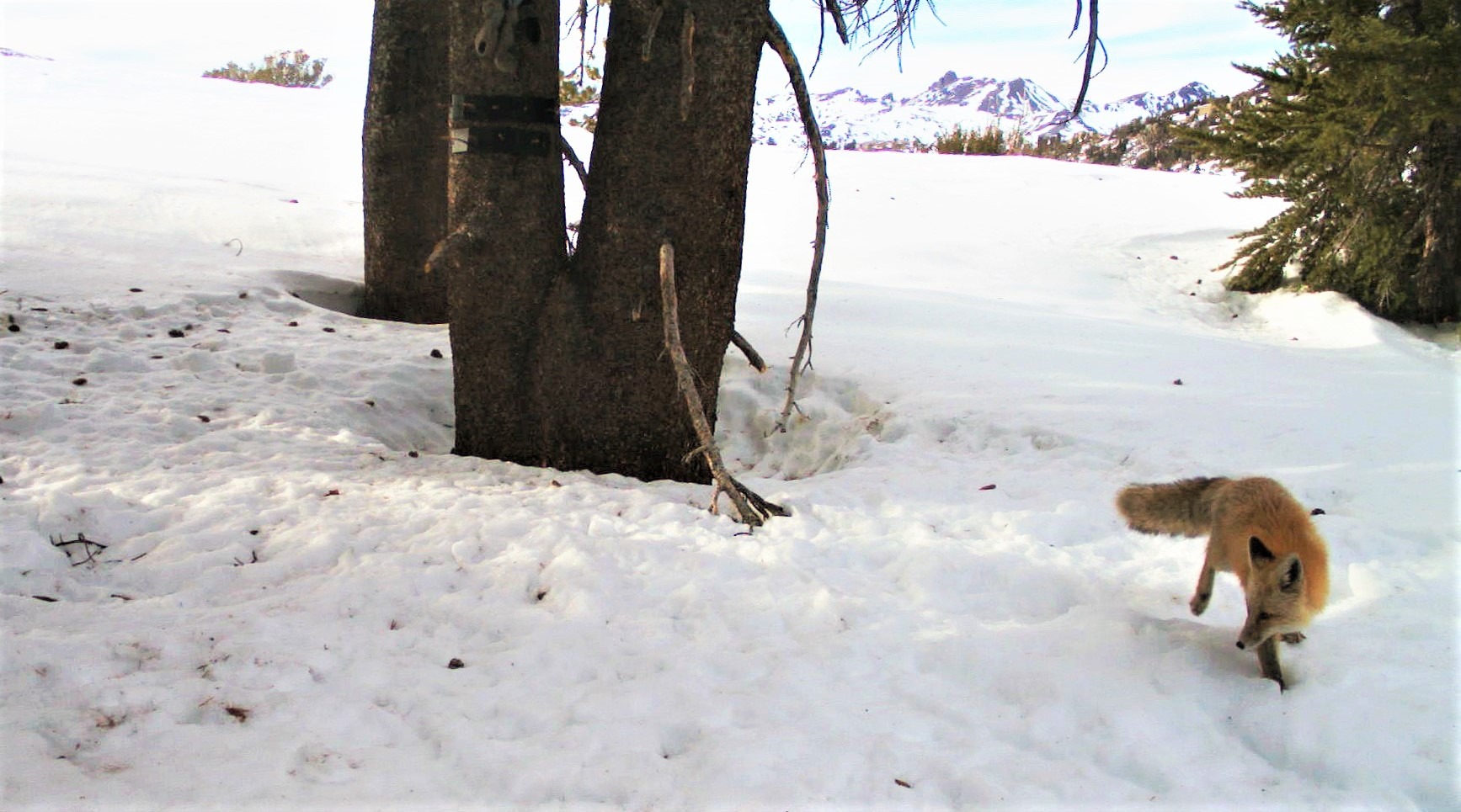 What's That? — Yosemite Conservancy