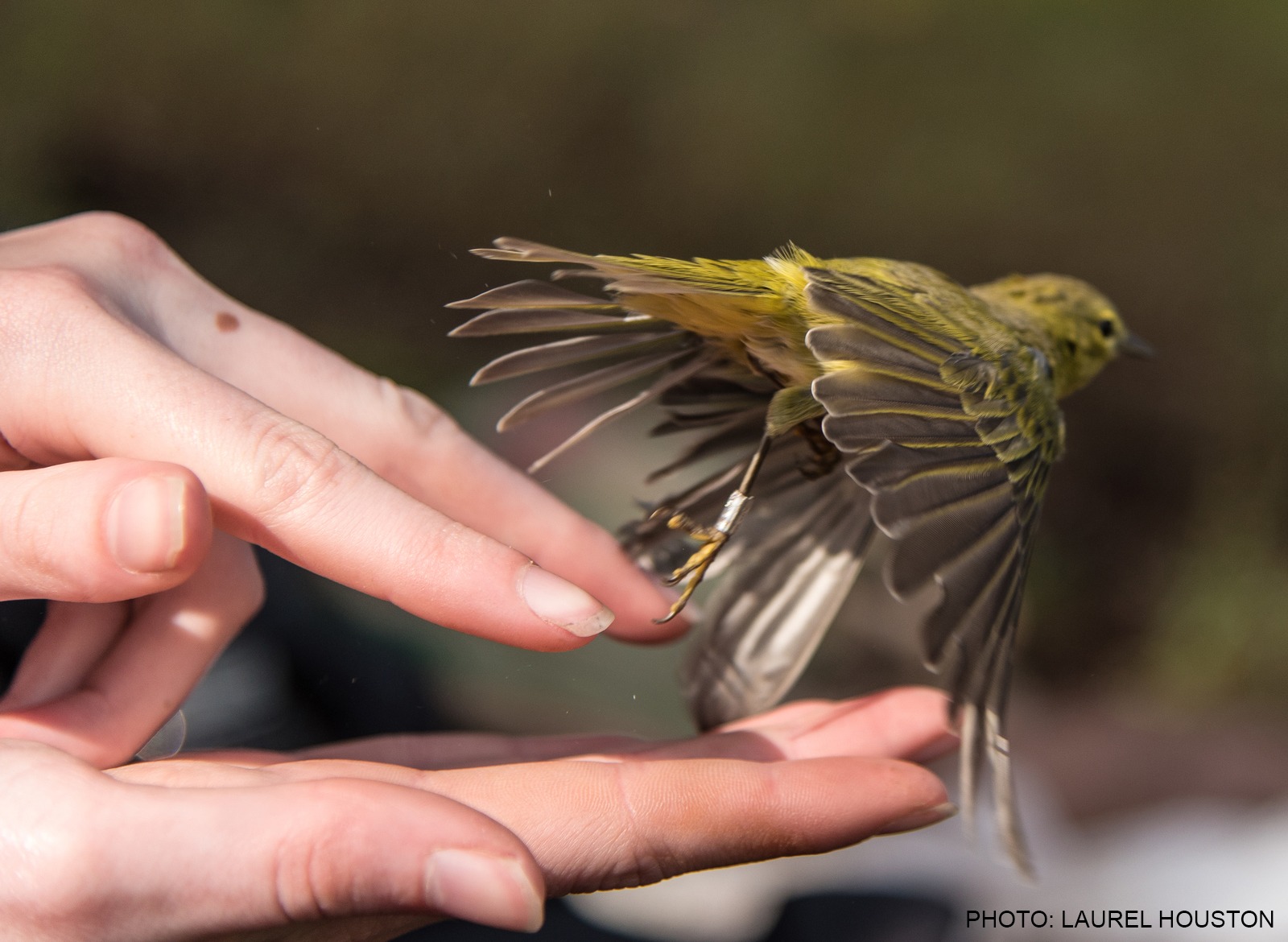 Songbird Science — Yosemite Conservancy