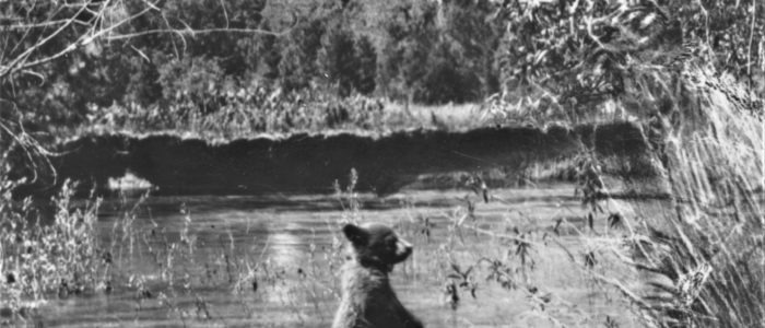Insights From the Archives — Yosemite Conservancy