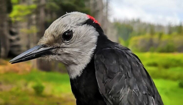 Day Hike: Day of the Woodpecker — Yosemite Conservancy