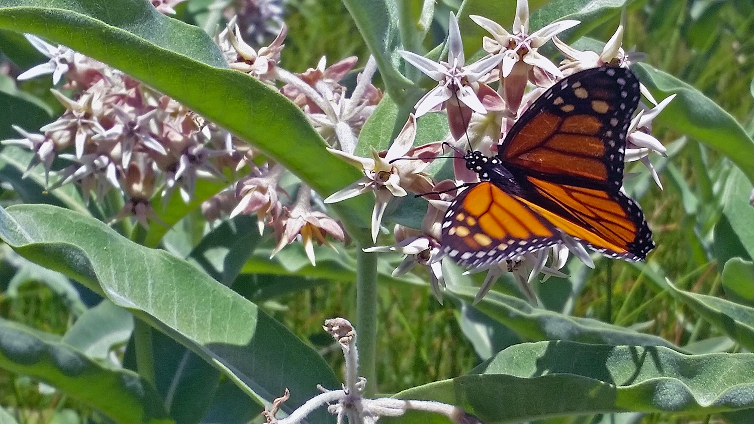 Planting for Pollinators — Yosemite Conservancy