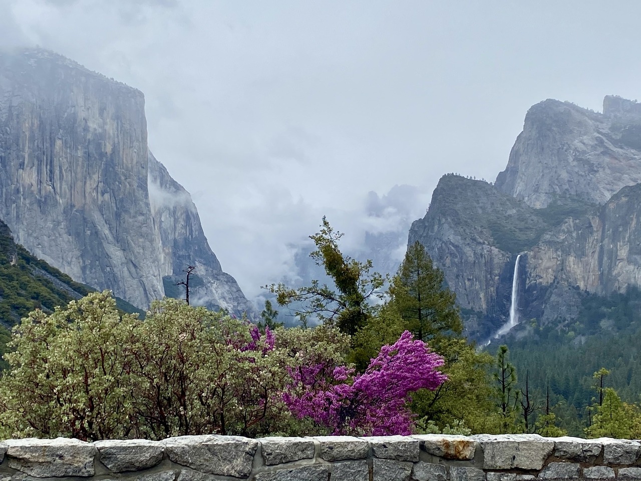 Spring is Springing — Yosemite Conservancy