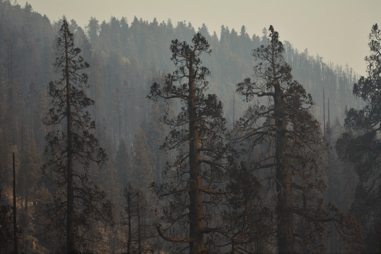 Fire in Yosemite: Fire Facts, Wildfire News & Resources