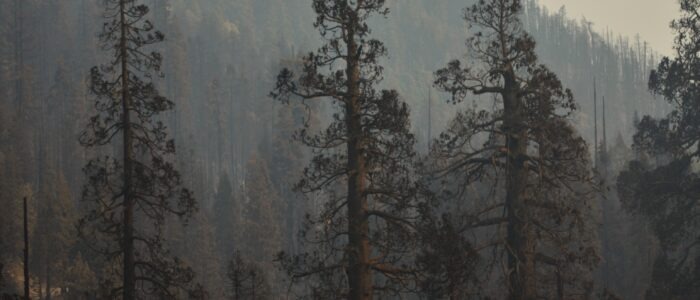 Fire in Yosemite: Fire Facts, Wildfire News & Resources