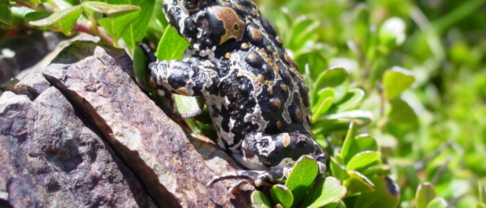 A Toad Map to Success: Amphibian Project Update — Yosemite Conservancy