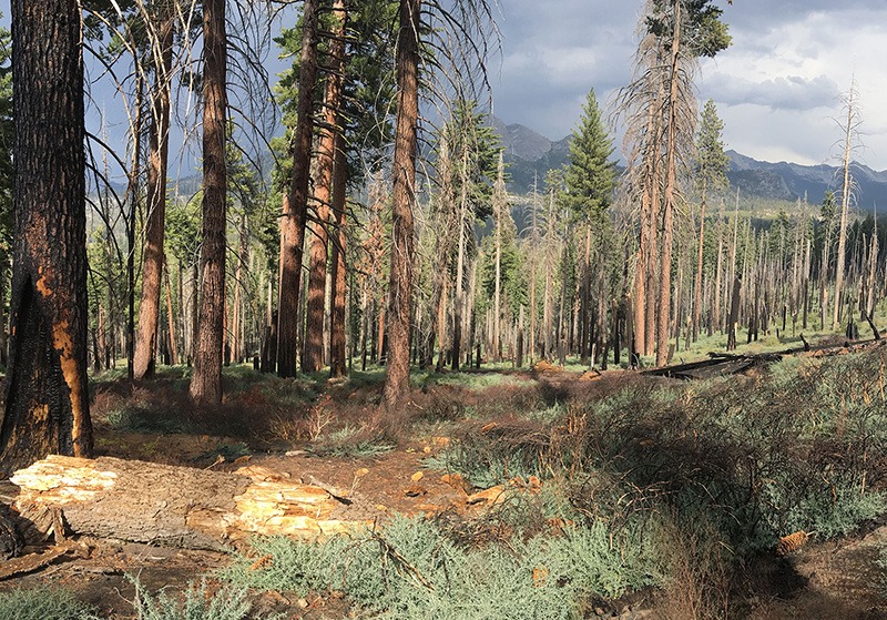 Yosemite Village Wayfinding — Yosemite Conservancy