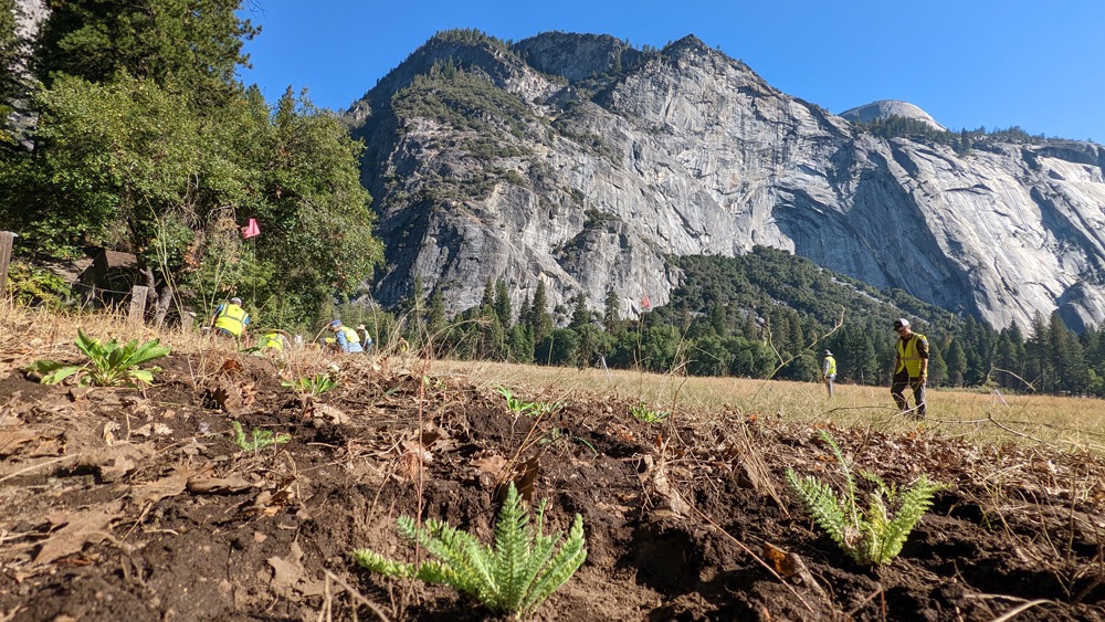 Q & A with a Work Week Volunteer — Yosemite Conservancy