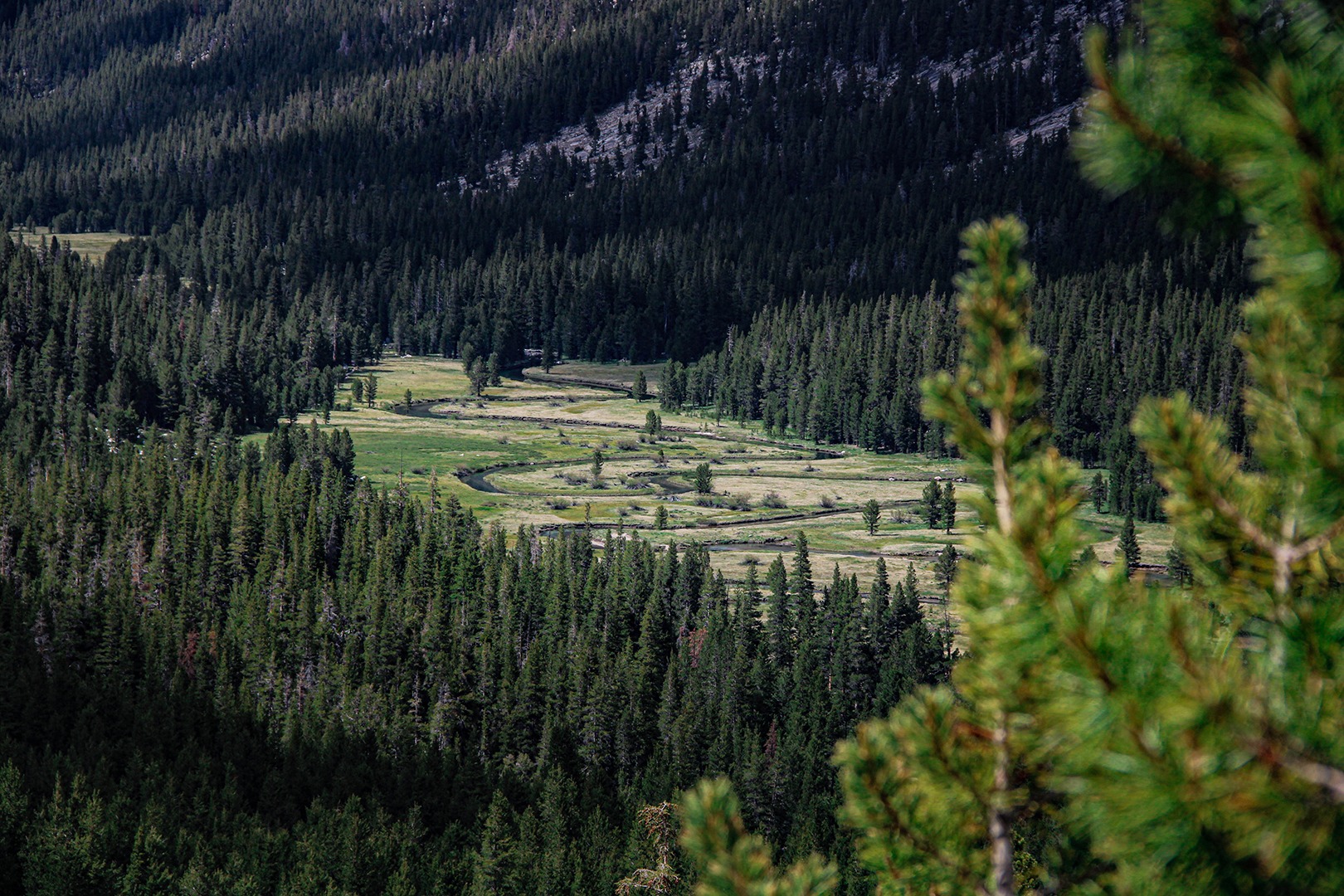 What is a Meadow? — Yosemite Conservancy