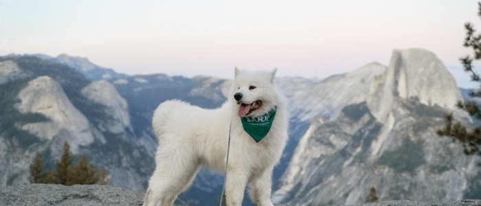 How to plan for your pet in Yosemite: The Ultimate B.A.R.K. Ranger ...