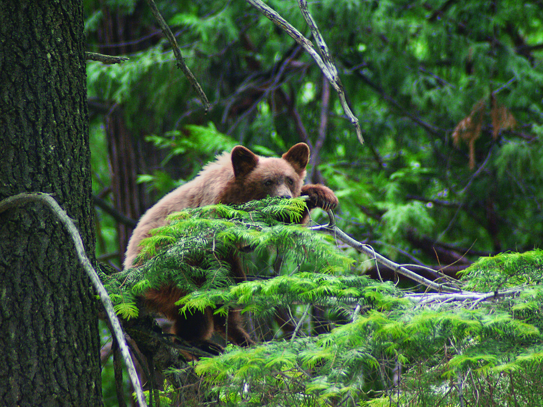 Iconic Yosemite Wildlife — Yosemite Conservancy