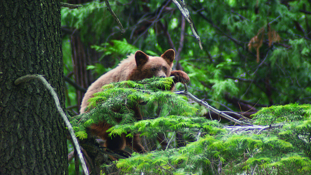 Iconic Yosemite Wildlife — Yosemite Conservancy