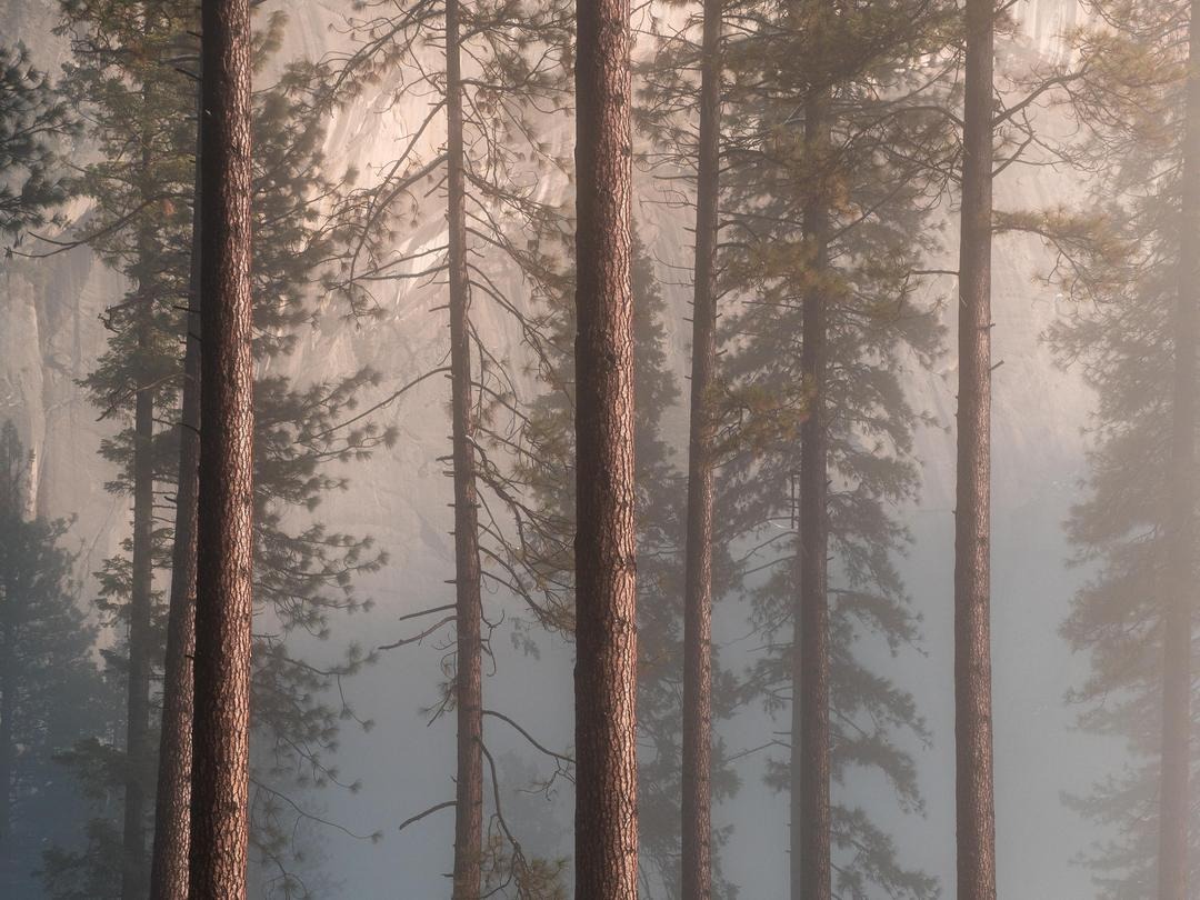 How to Protect Your Wild as a Forest Bather — Yosemite Conservancy