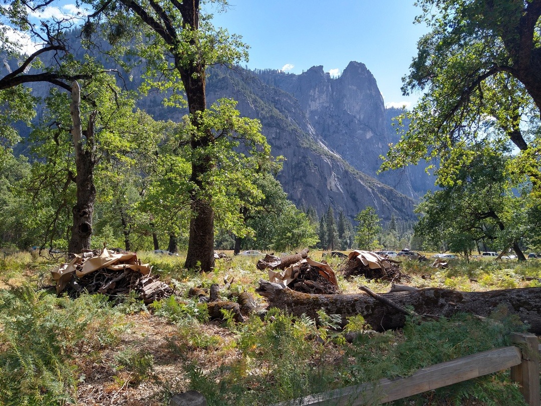 » Restoring Tribal Tending of Black Oaks in Yosemite Valley