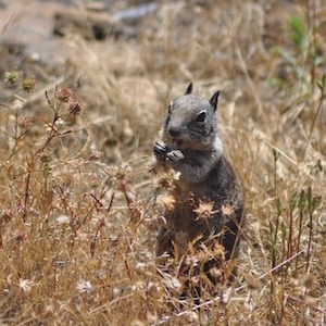 Iconic Yosemite Wildlife — Yosemite Conservancy