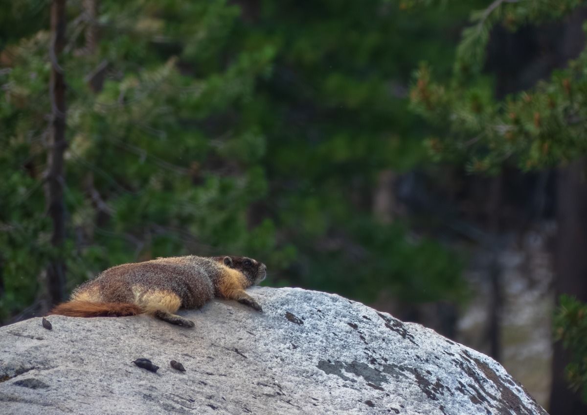2025 Mammal Madness — Yosemite Conservancy