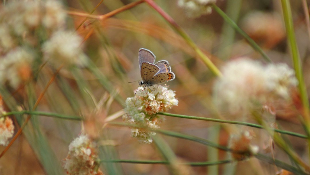 Yosemite's Buzzworthy Pollinators — Yosemite Conservancy