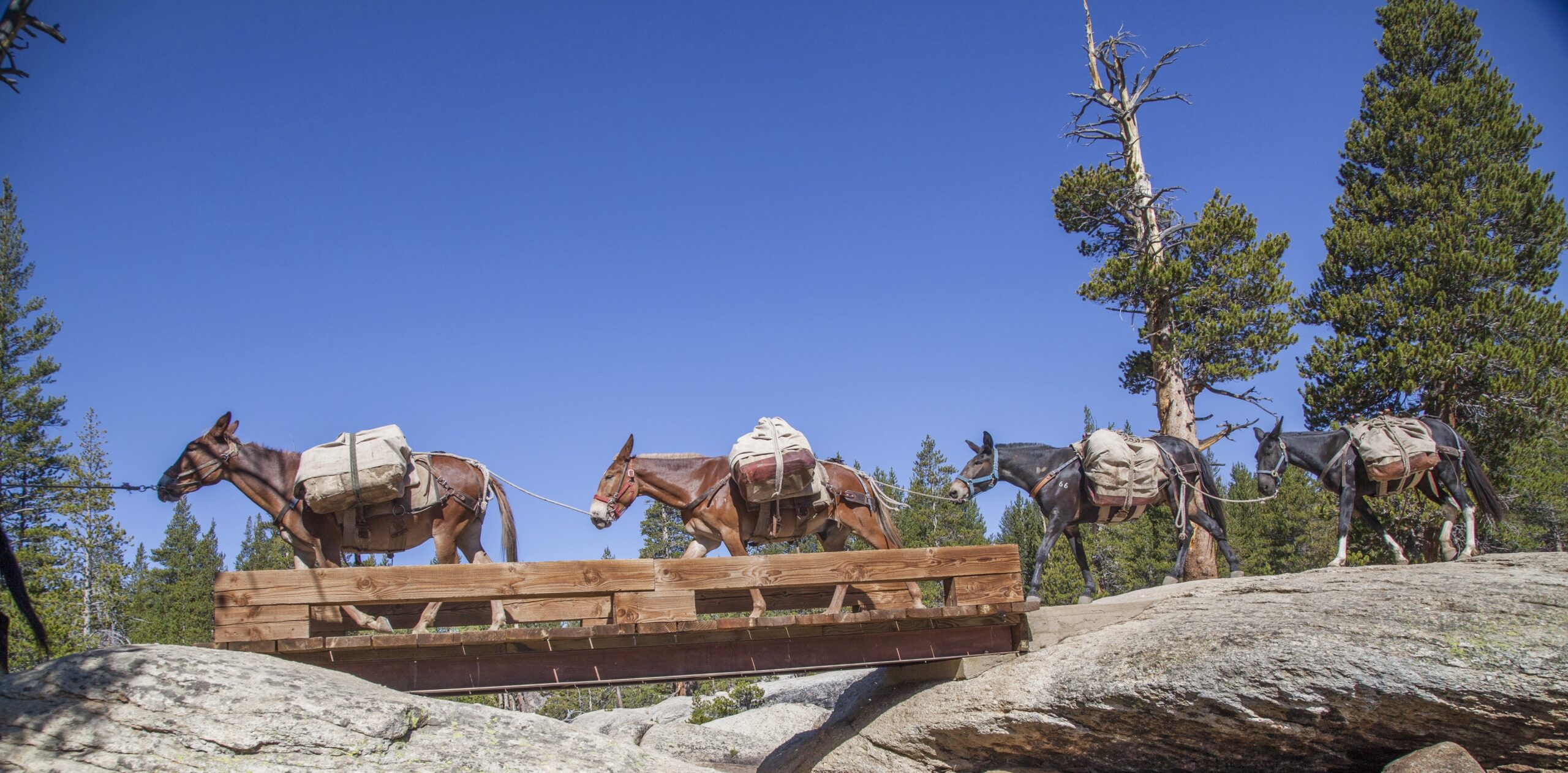 A Package Deal: Yosemite's Mule Packers — Yosemite Conservancy