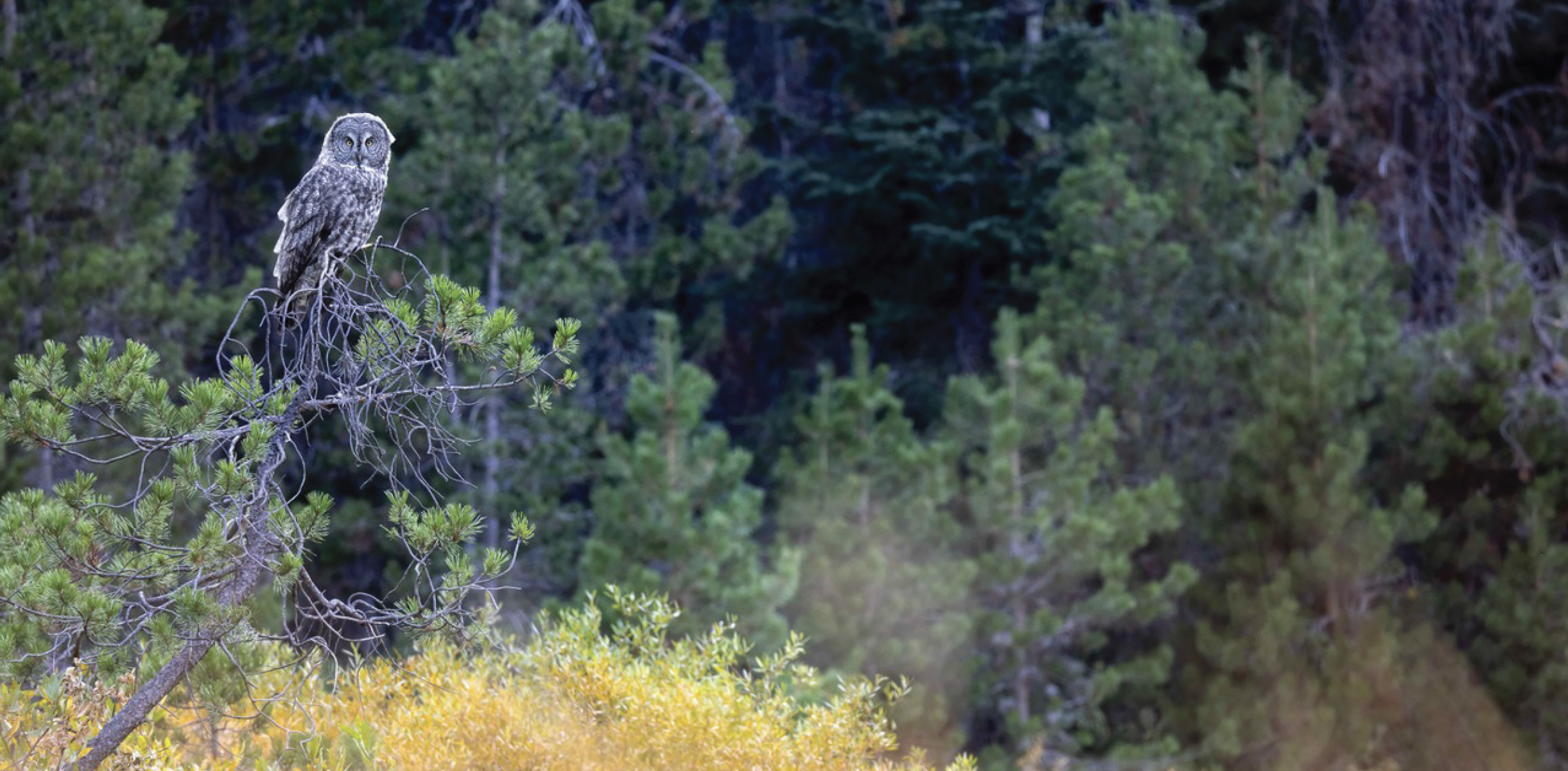 Parsons Memorial Lodge Summer Series: 2026 Event Schedule — Yosemite ...